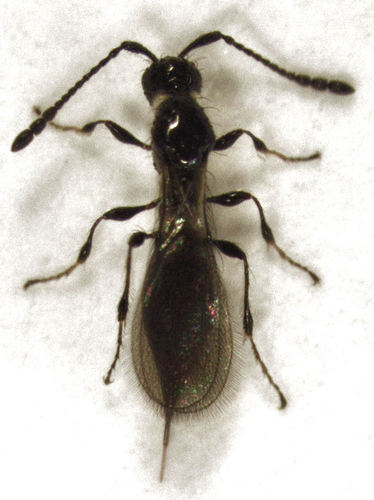 Superfamily Diaprioidea · iNaturalist