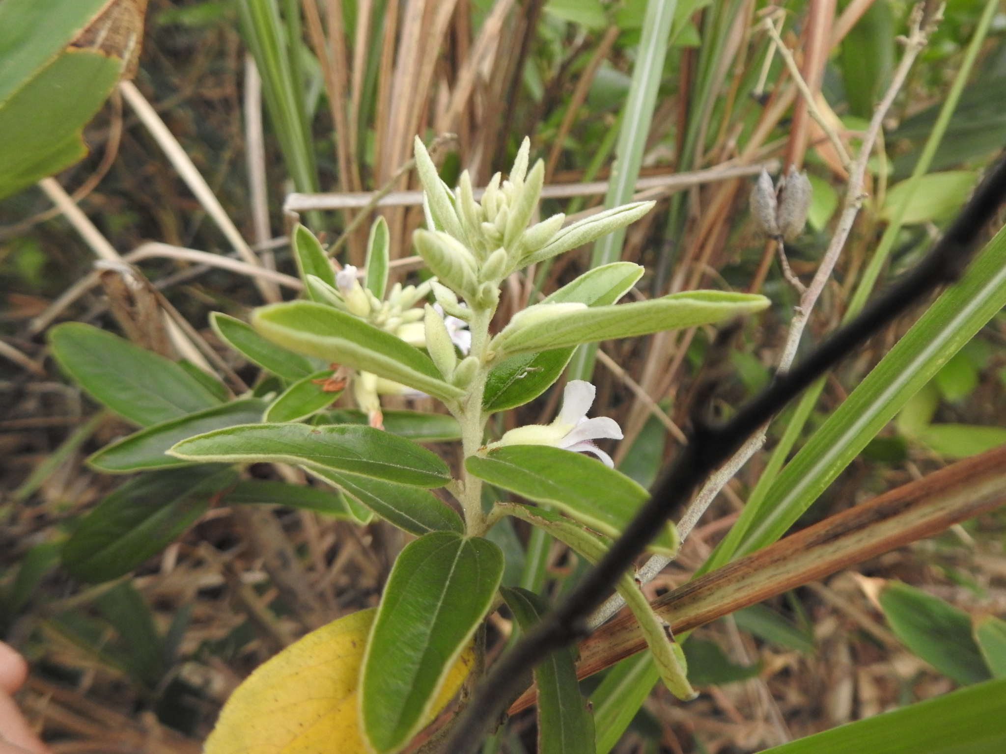 Helicteres angustifolia L.