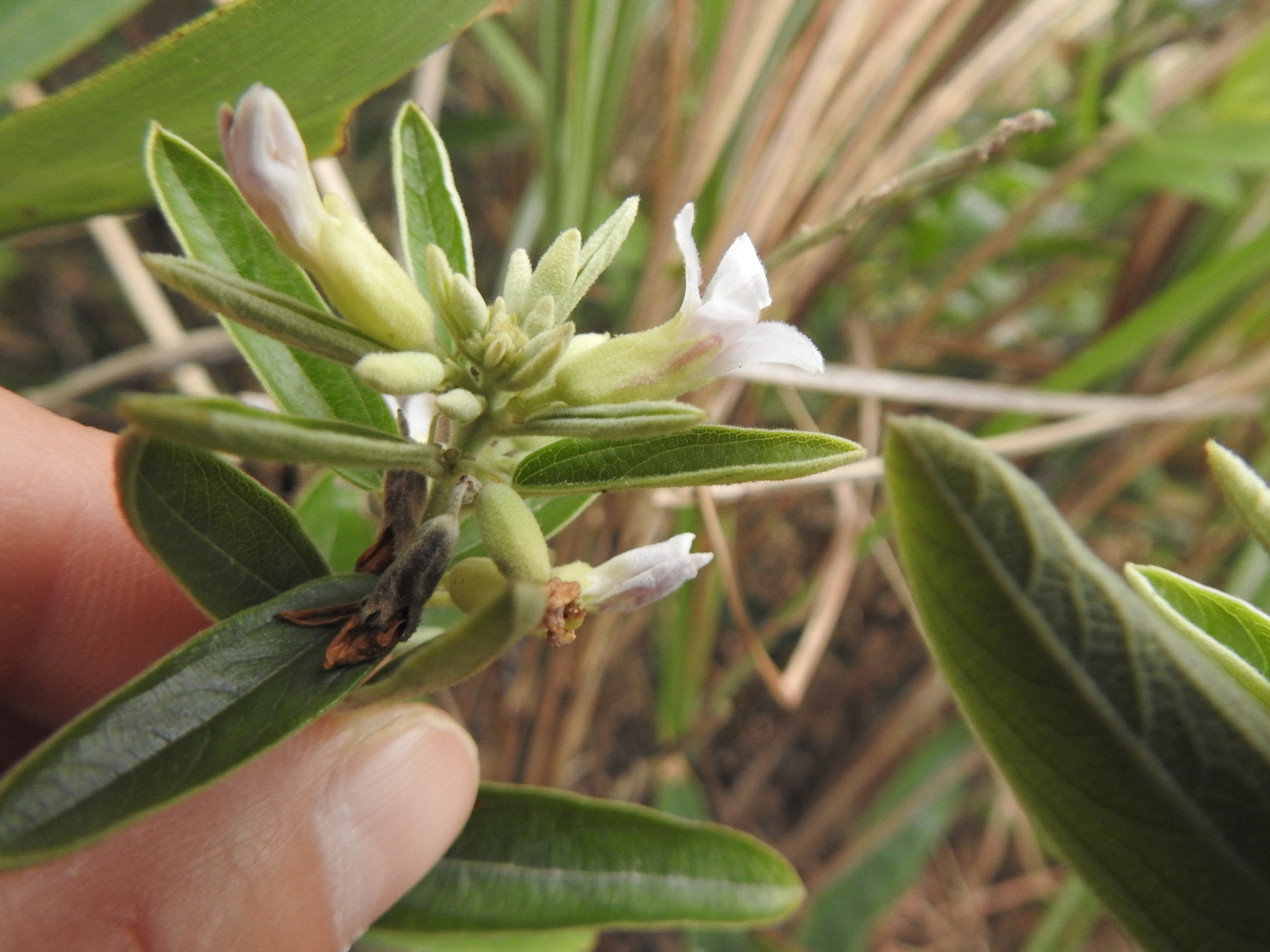 Helicteres angustifolia L.