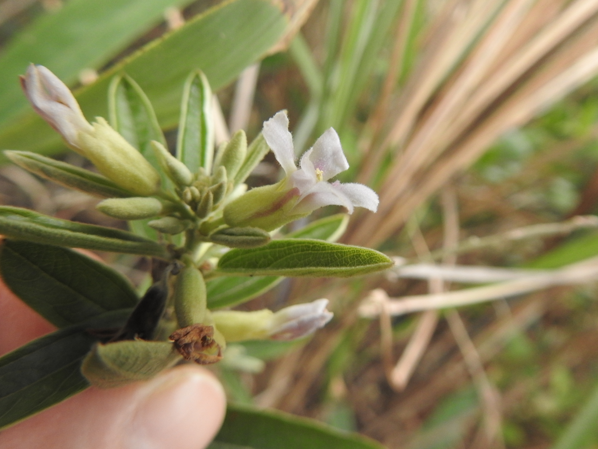 Helicteres angustifolia L.