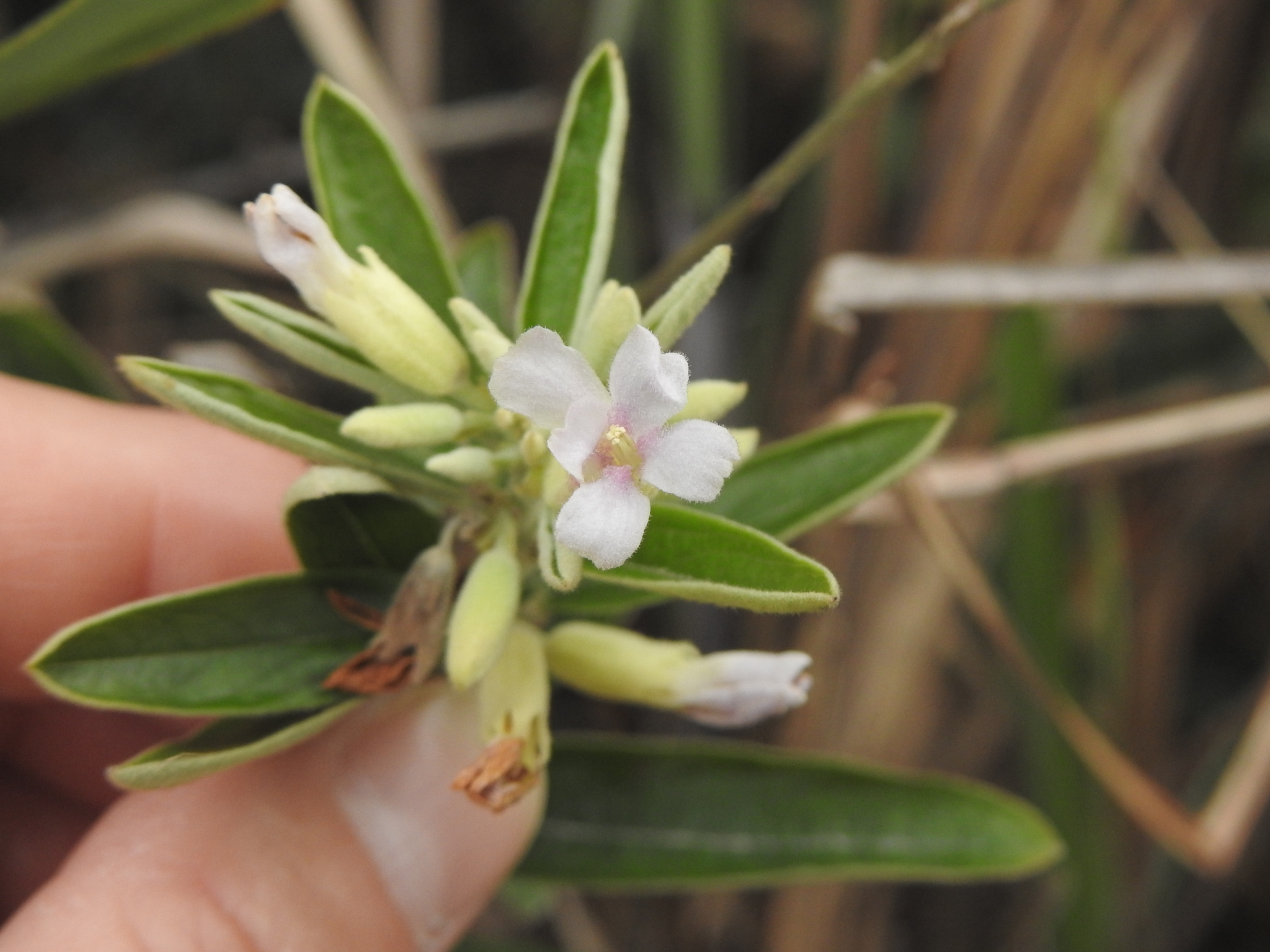 Helicteres angustifolia L.