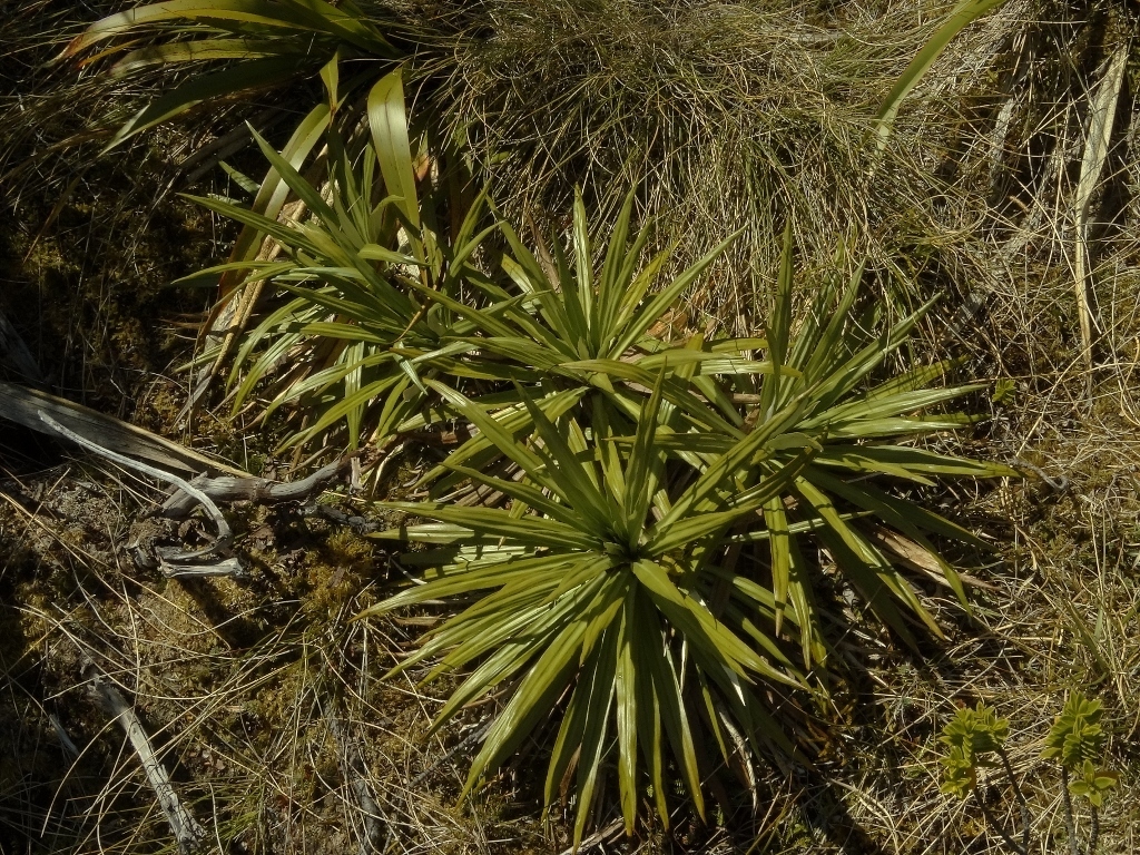Petrie's Mountain Daisy from Dark Cloud Range, South east of Needle ...
