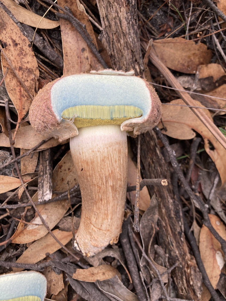 Boletellus from Cleland Conservation Park on April 06, 2023 at 12:15 PM ...