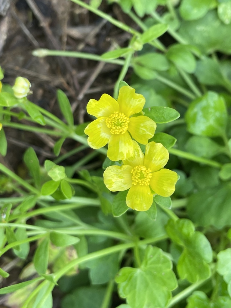 Ranunculus ternatus in April 2023 by daisychang · iNaturalist