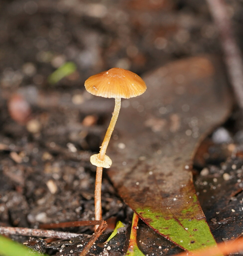 fool's conecap from Ada VIC 3833, Australia on April 03, 2023 at 09:04 ...