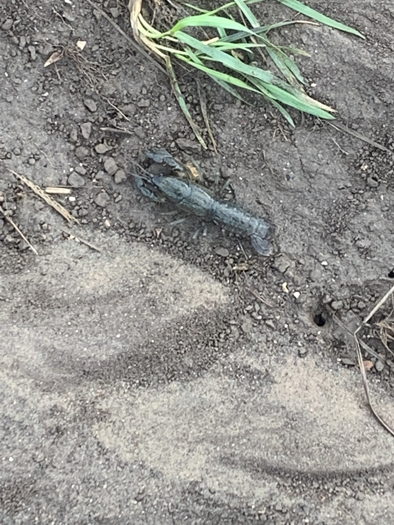 Digger Crayfish from Central Elgin, ON, CA on April 6, 2023 at 07:37 AM ...