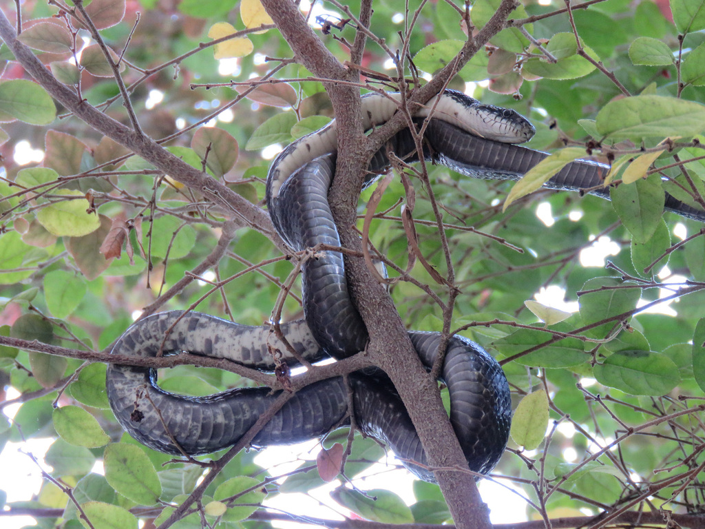 Gimkit - live learning game show