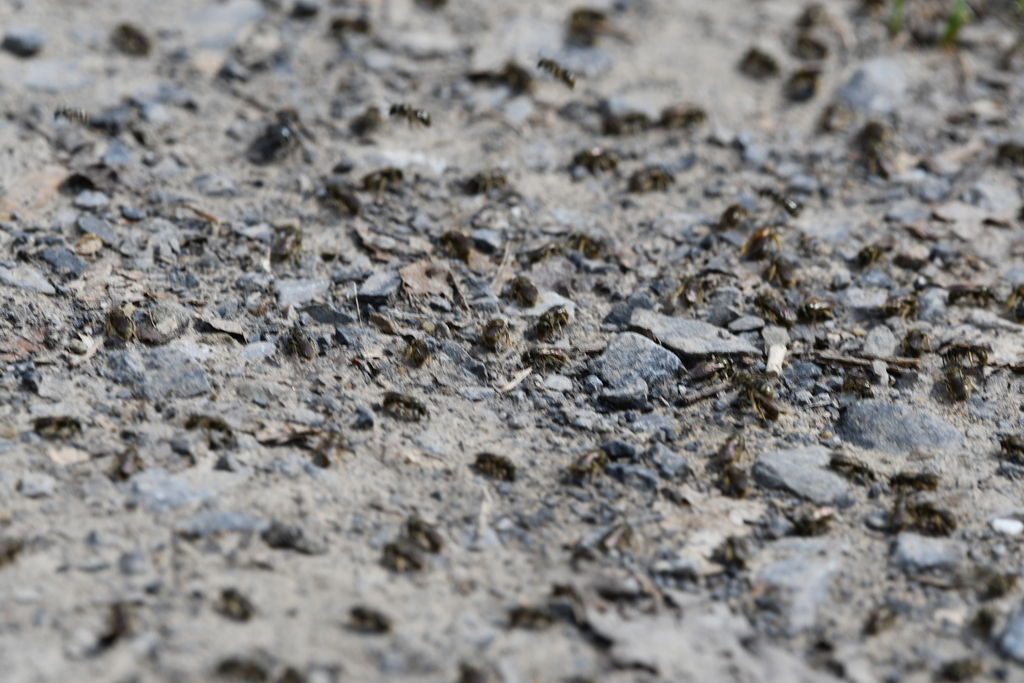 Ants, Bees, and Stinging Wasps from Pocahontas County, WV, USA on April ...