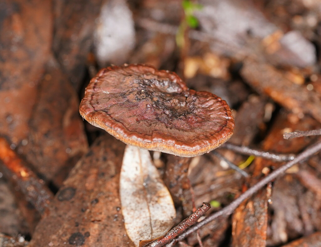 red-staining stalked polypore from Ada VIC 3833, Australia on April 03 ...