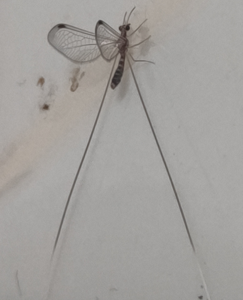 Croce filipennis in April 2023 by Azhagarraja S · iNaturalist