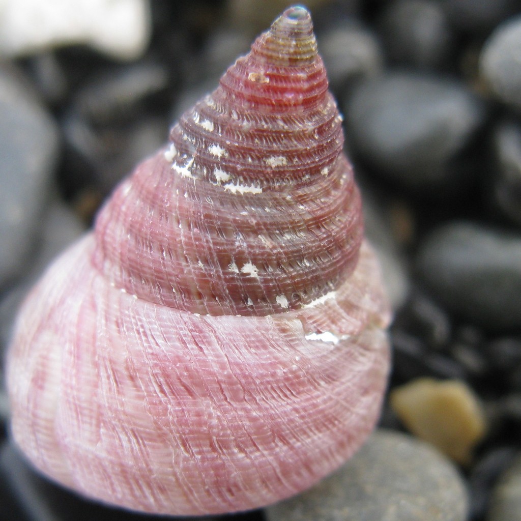 Red Opal Top Shell from Owhiro Bay, Wellington 6023, New Zealand on ...