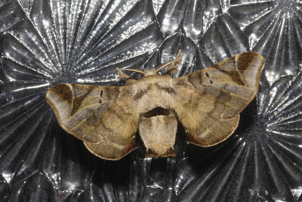 Quentalia surynorta (Moths of Sarapiqui Part 2) · iNaturalist