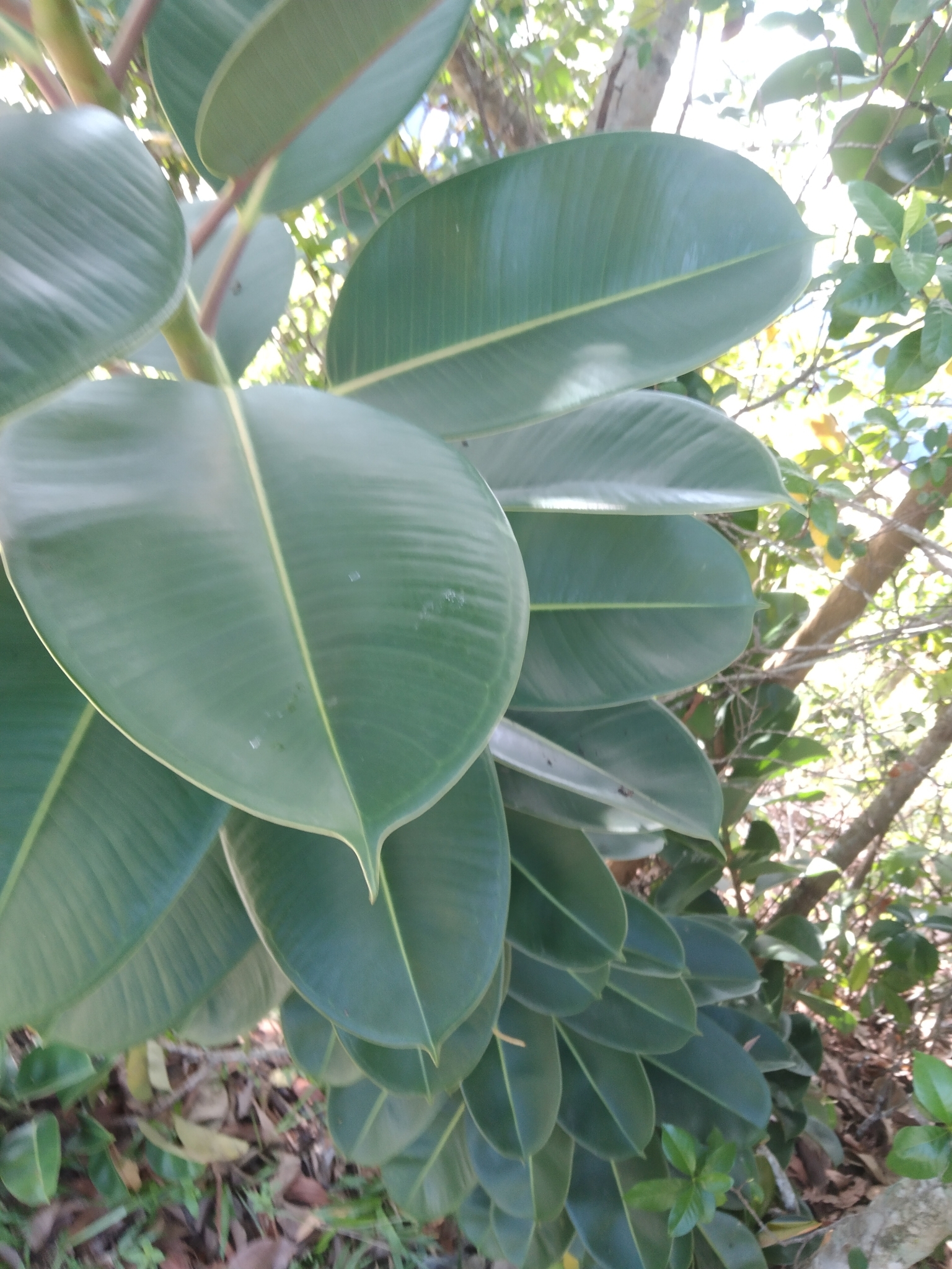 Ficus elastica Roxb.
