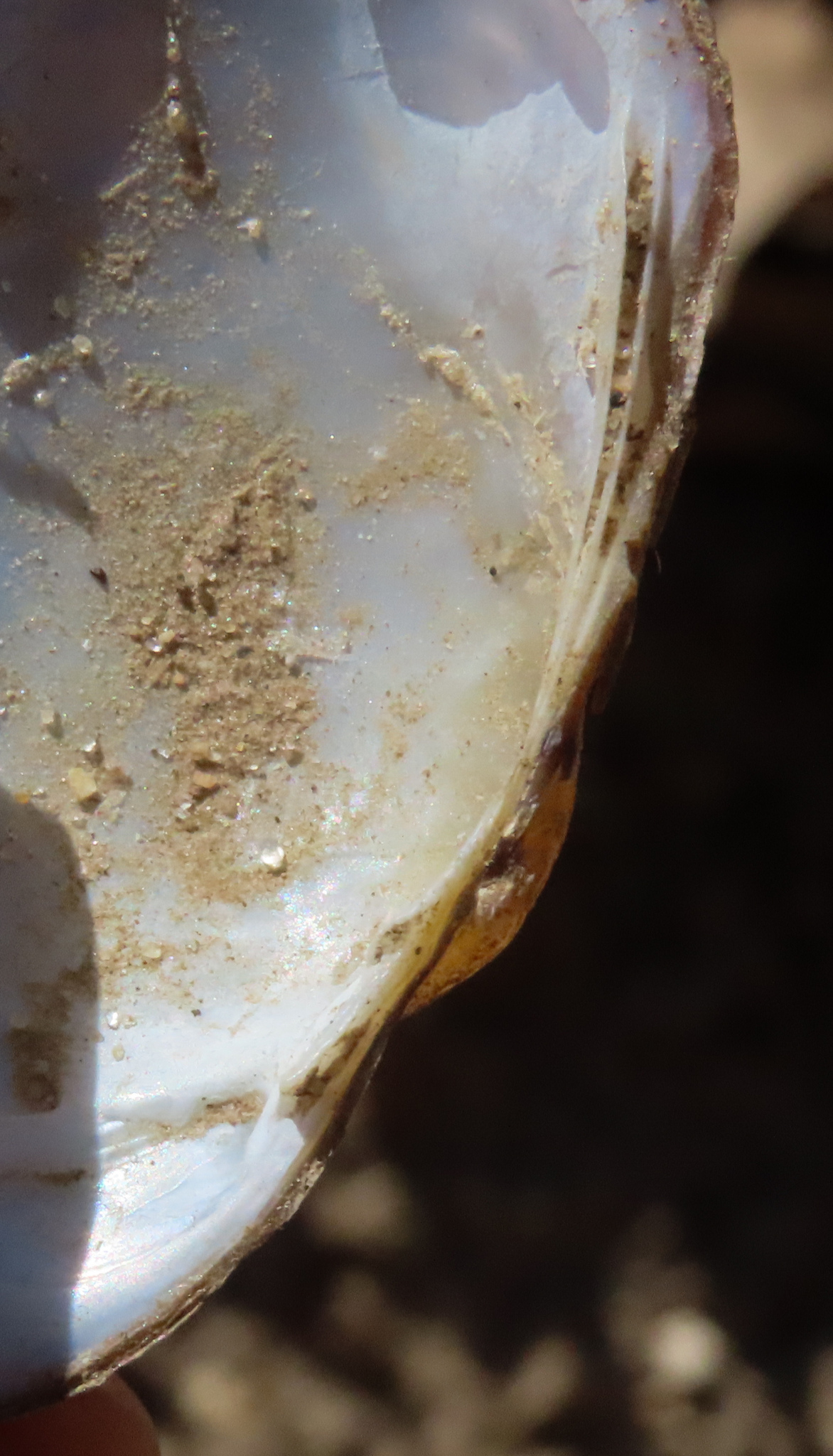 Uniomerus tetralasmus (Say, 1831)