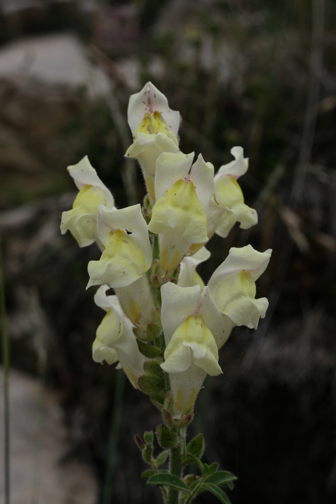 Large Snapdragon (Antirrhinum latifolium) - Botanical Realm