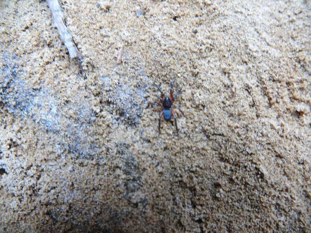 Ground Spiders from Нерусса on April 06, 2023 at 01:15 AM by Dmitriy ...
