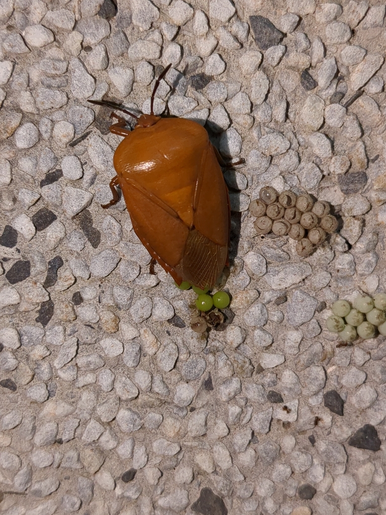Lychee Stink Bug from 111台灣台北市士林區名山里 on April 6, 2023 at 11:39 AM by ...