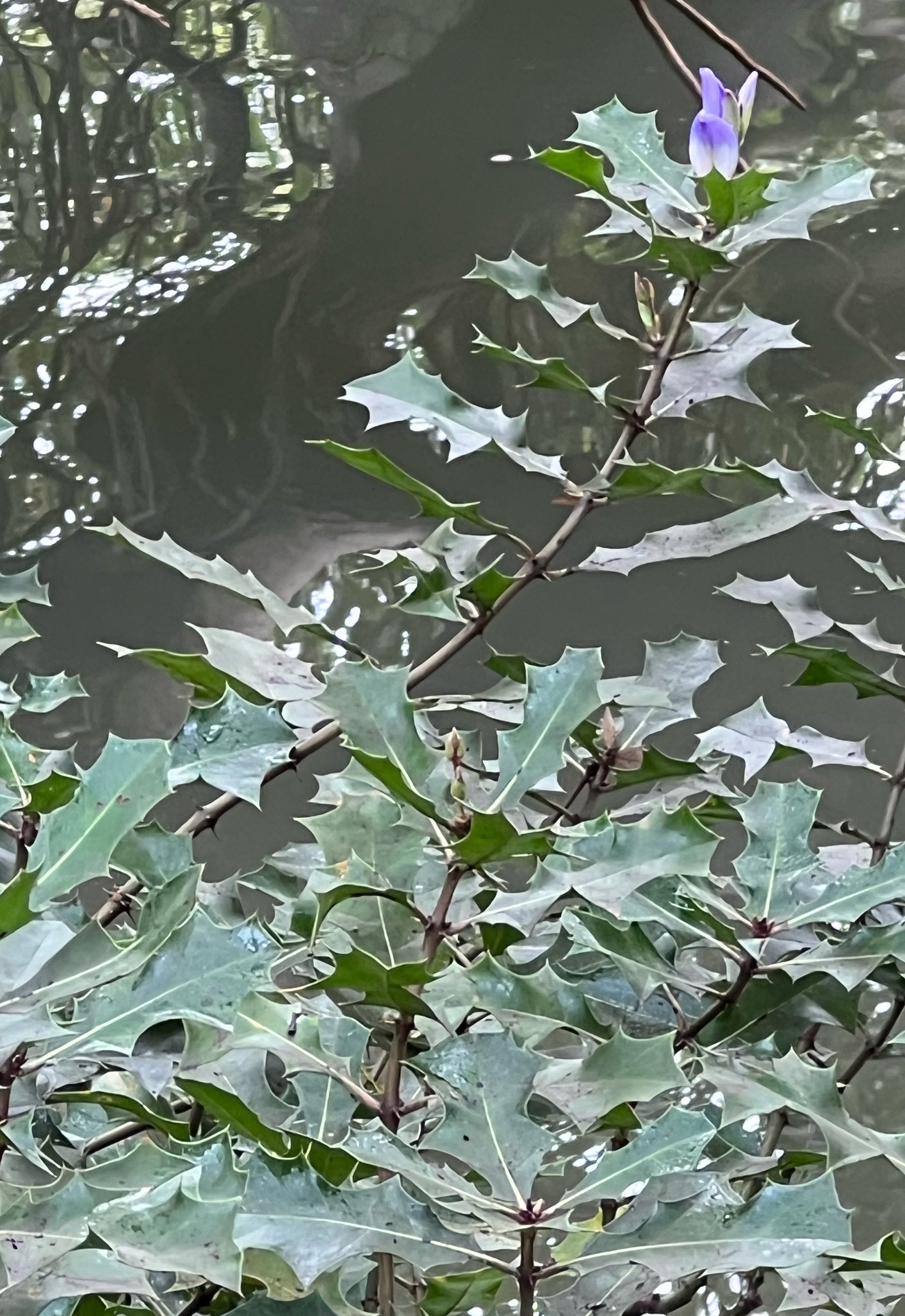 Acanthus ilicifolius L.