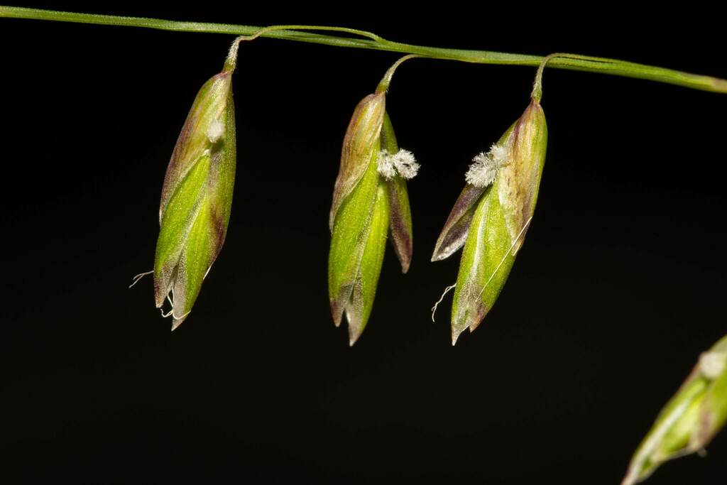 melicgrasses (Melica) - Botanical Realm