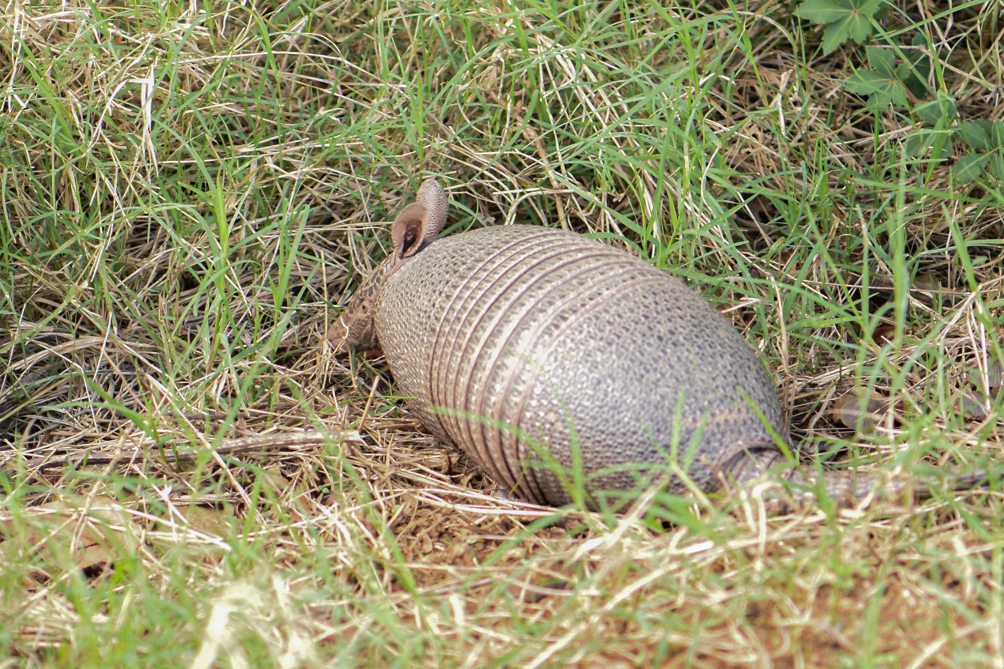 Dasypus septemcinctus Linnaeus, 1758