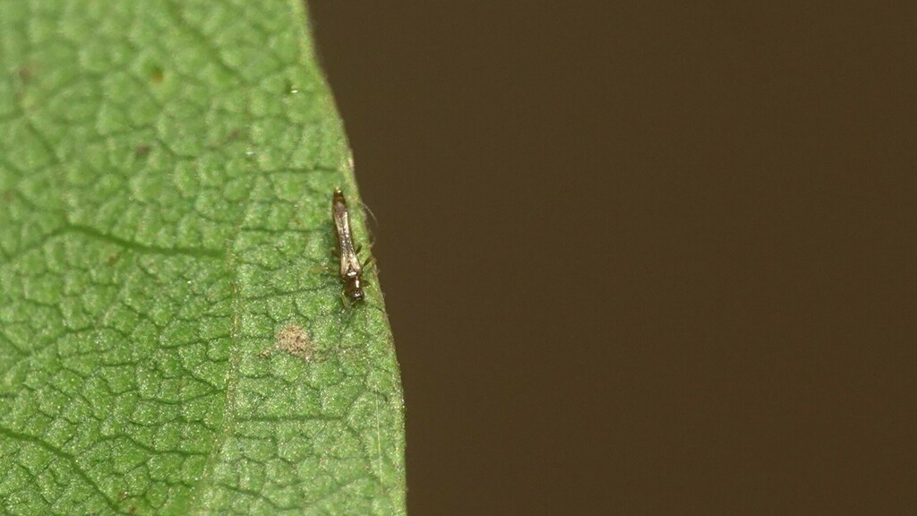 Common Thrips from Sasunavghar, Maharashtra, India on April 01, 2023 at ...