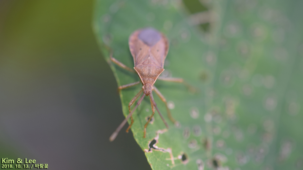 Homoeocerus unipunctatus from Wolchulsan, Yeongam, Jeollanam-do, South ...