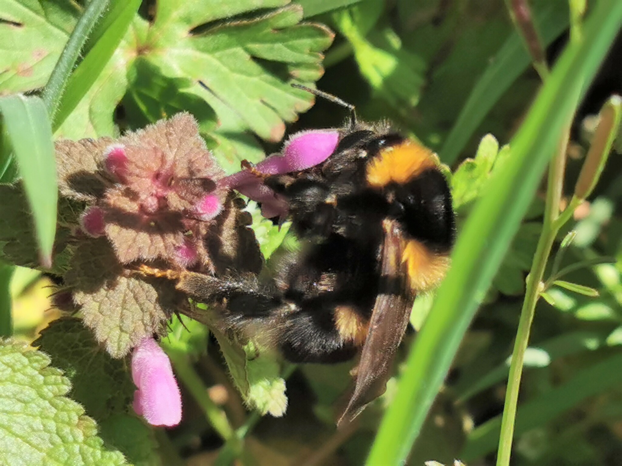Bombus ruderatus (Fabricius, 1775)
