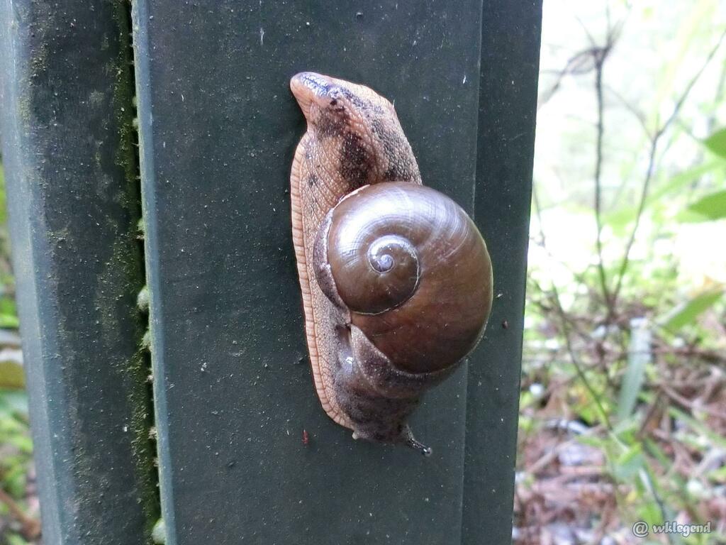 Arboreal Snail from 香港藍田 on April 06, 2023 at 02:21 PM by wklegend ...