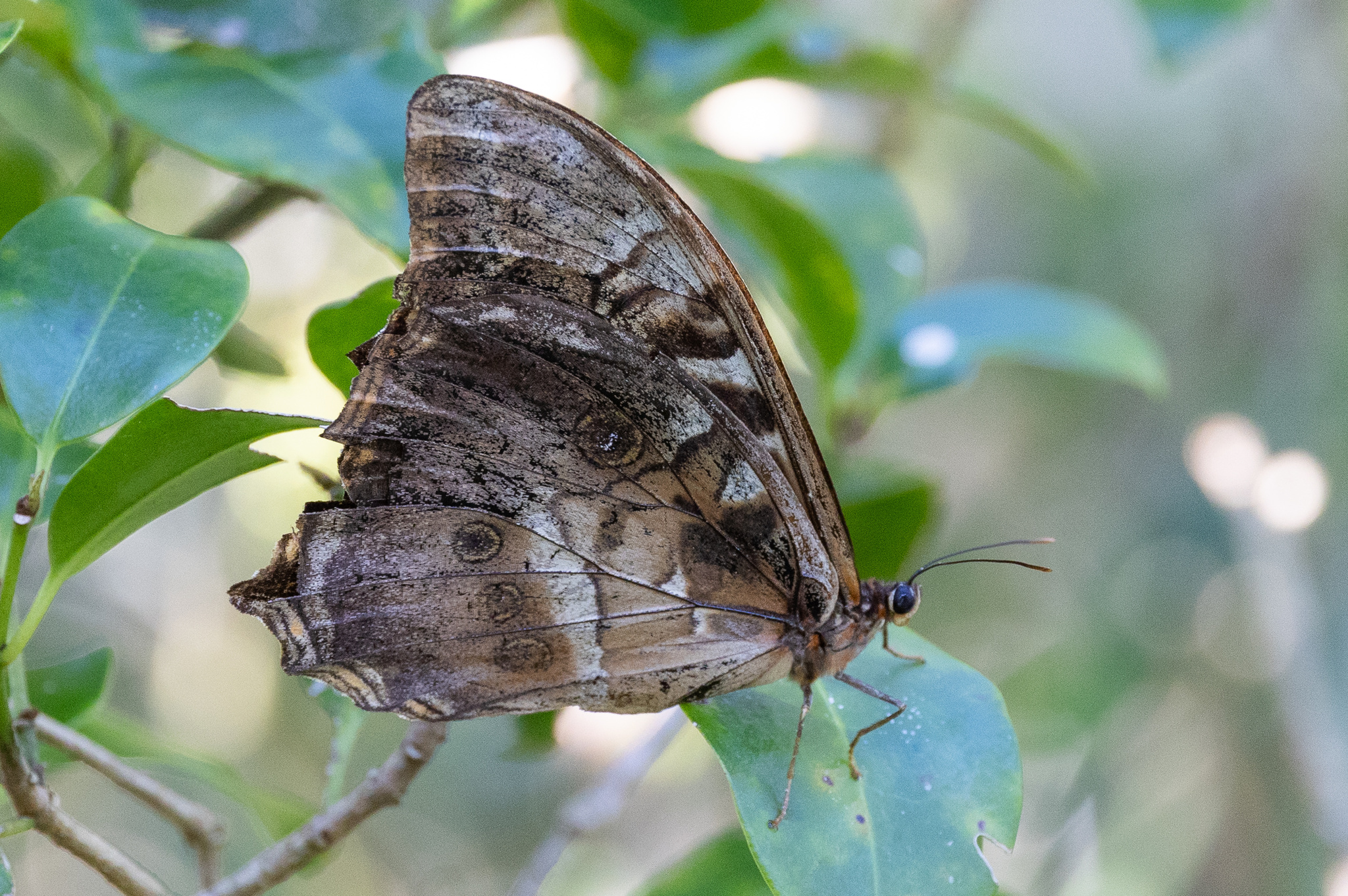 Morpho hercules (Dalman, 1823)