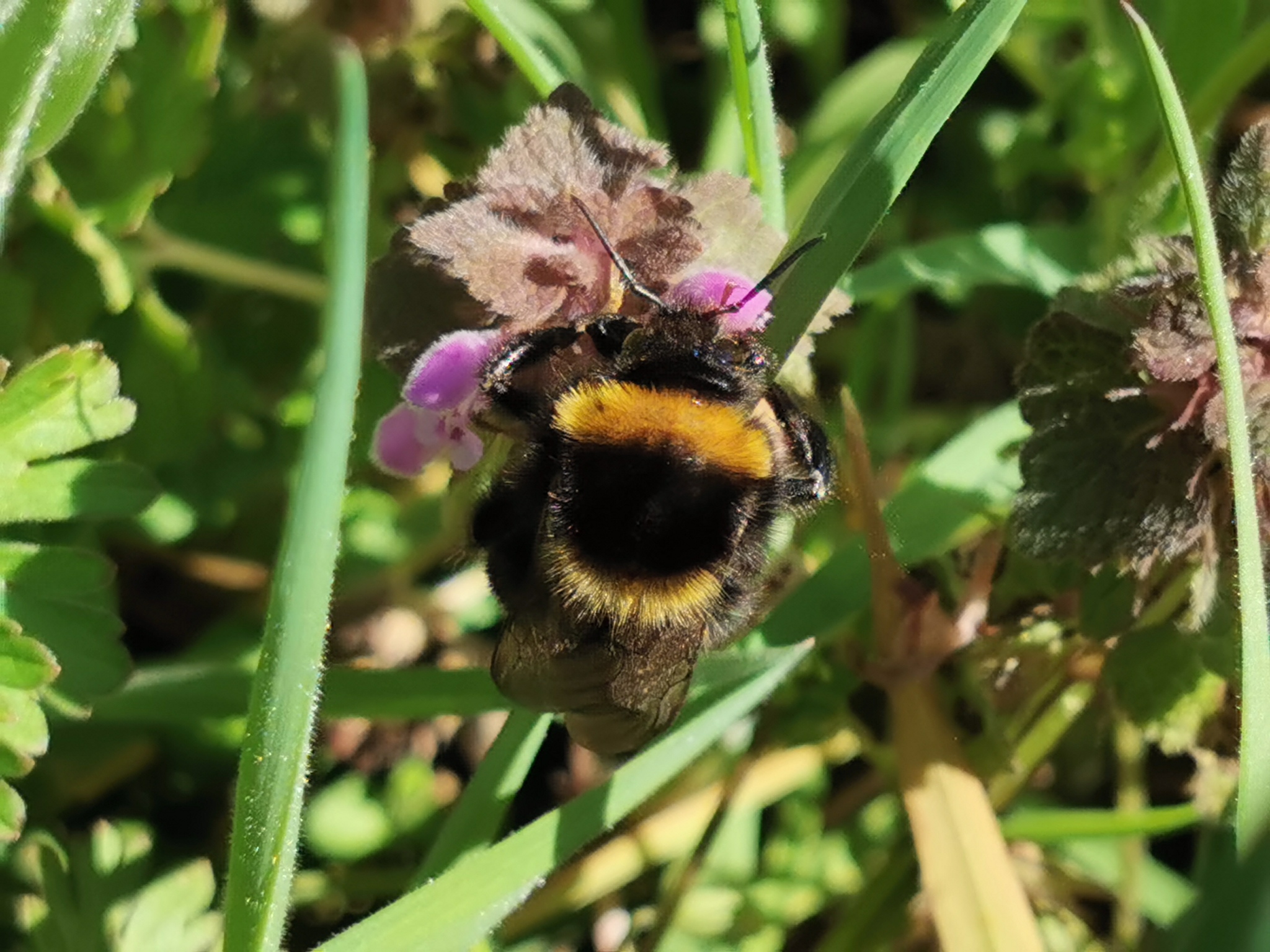 Bombus ruderatus (Fabricius, 1775)