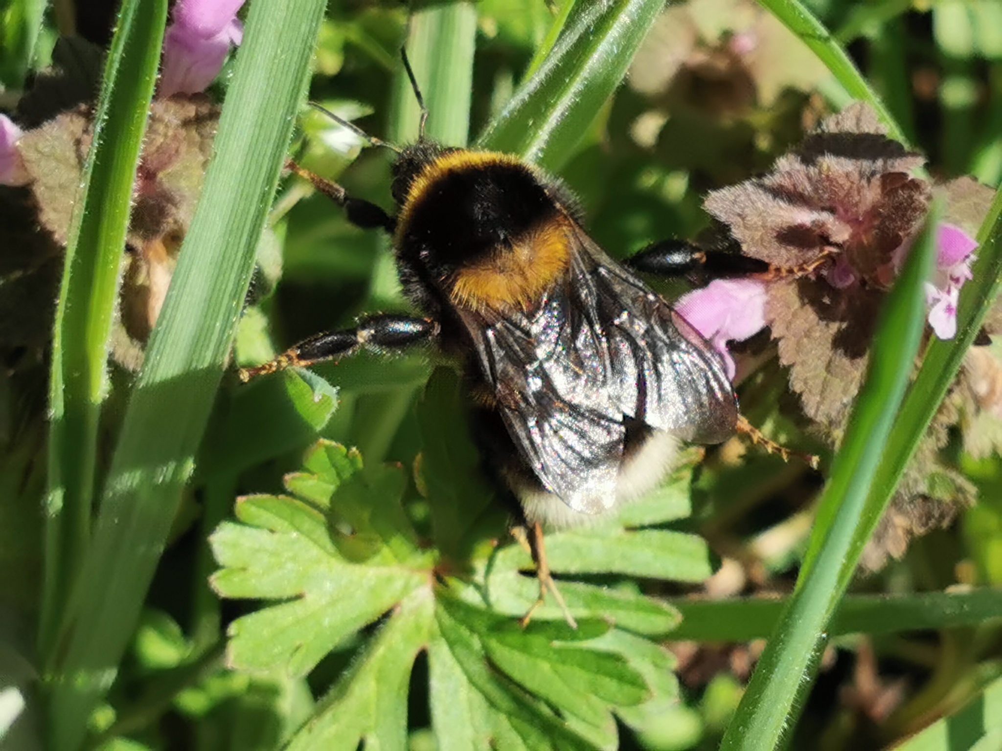 Bombus ruderatus (Fabricius, 1775)