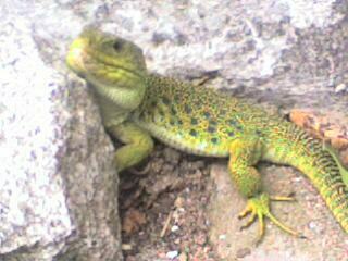 Ocellated Lizard from Valverde, 7000 Évora, Portugal on June 10, 2008 ...