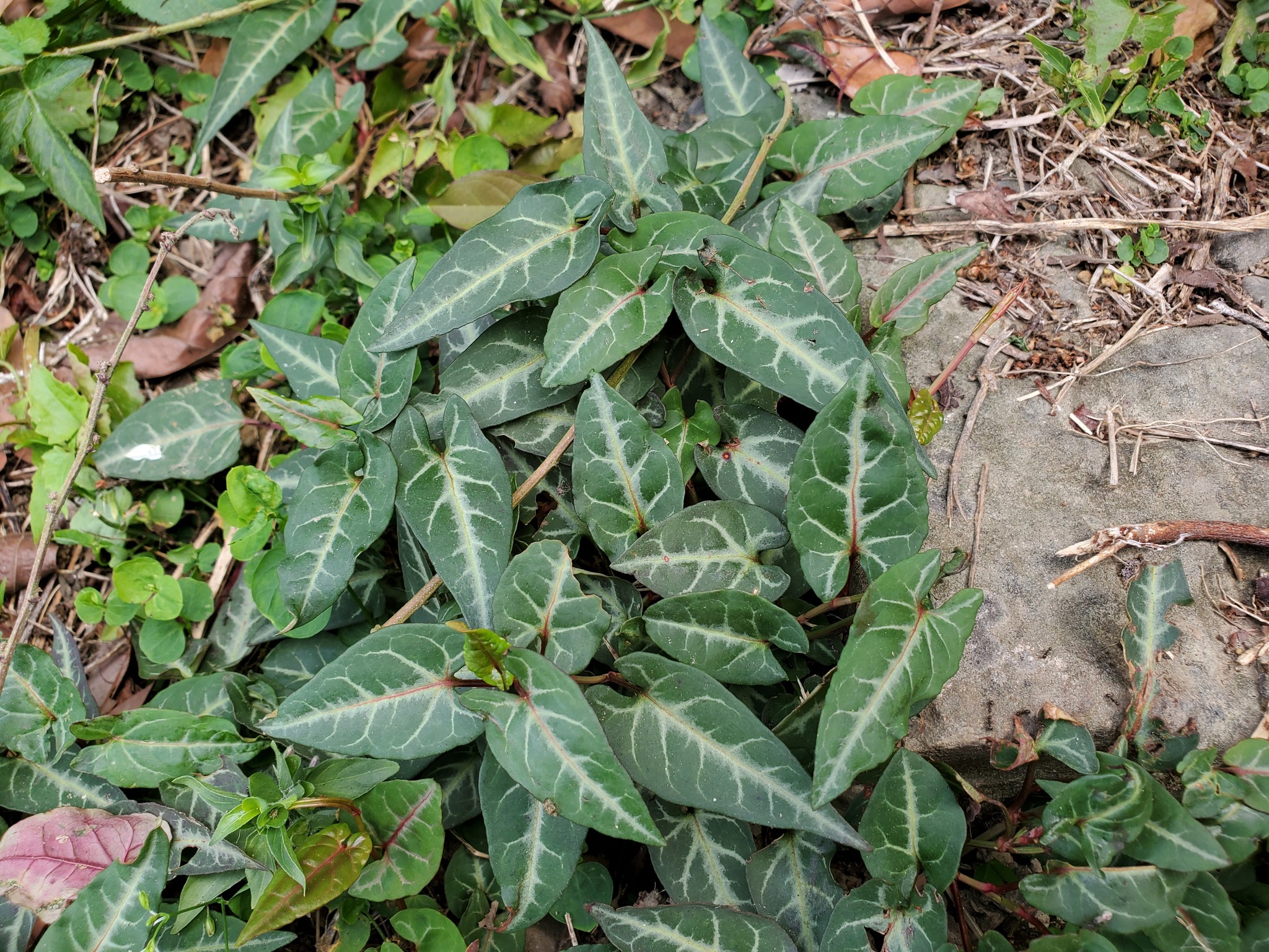 Fallopia multiflora (Thunb.) Haraldson