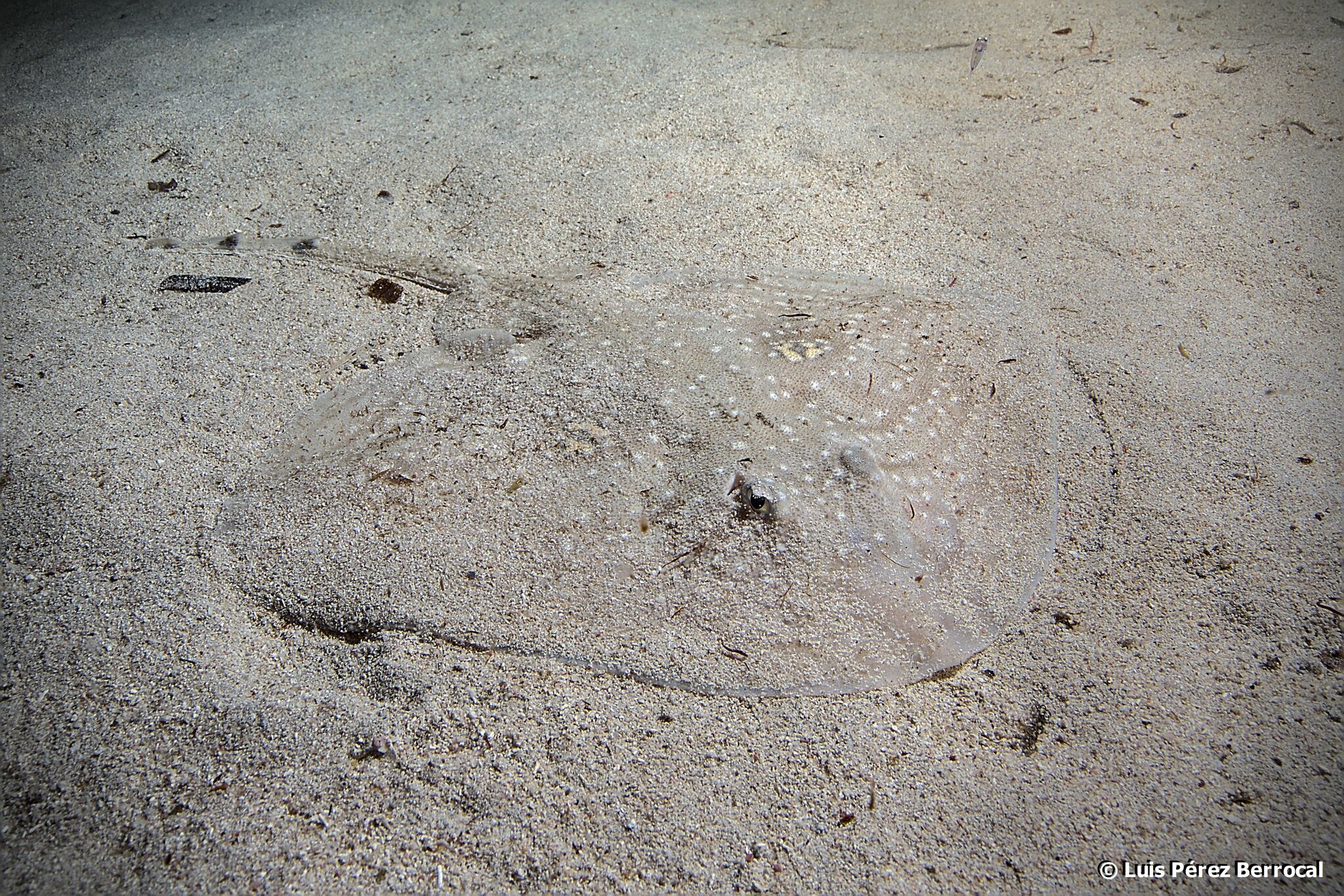 Raja radula Delaroche, 1809