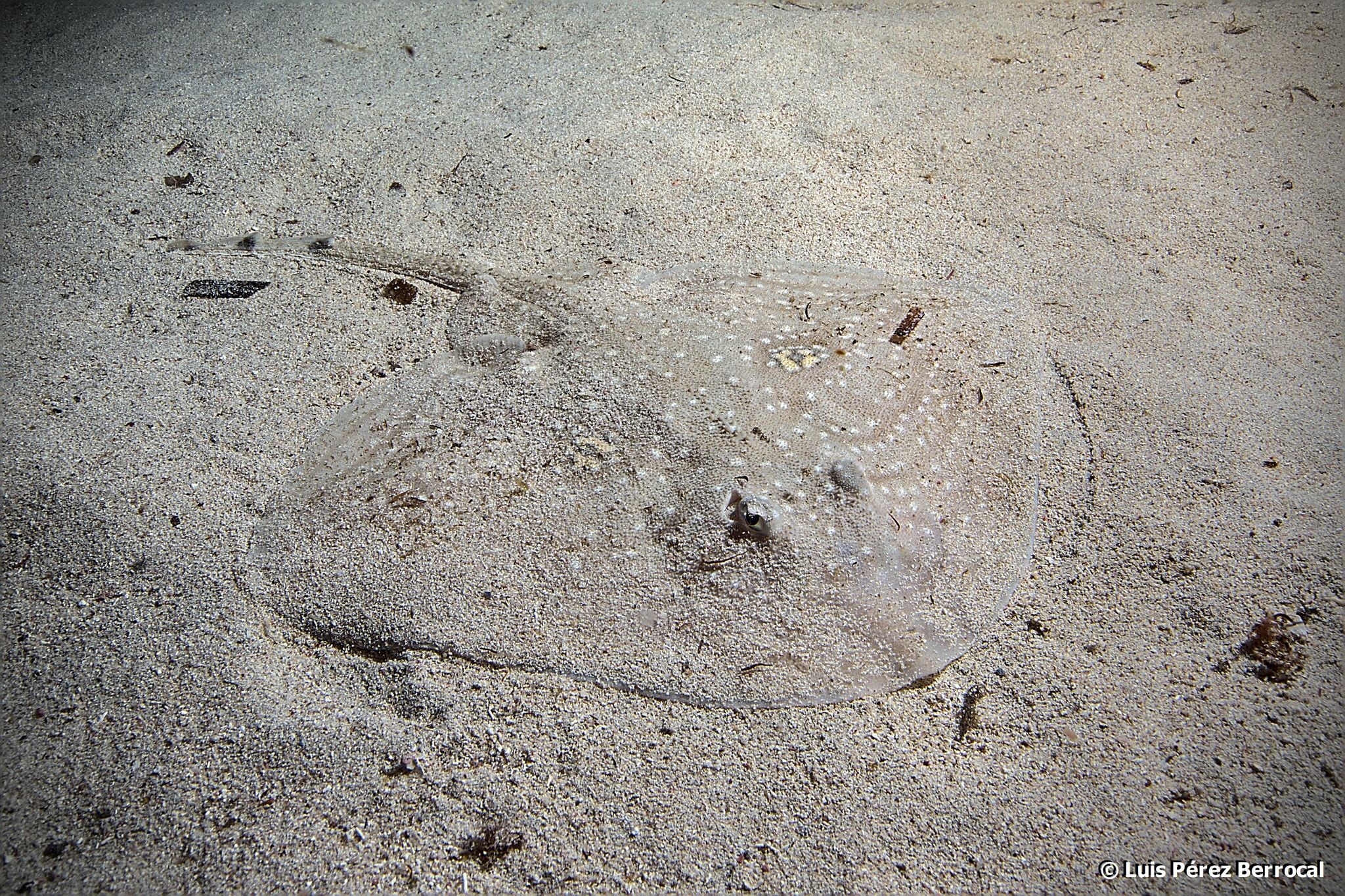 Raja radula Delaroche, 1809