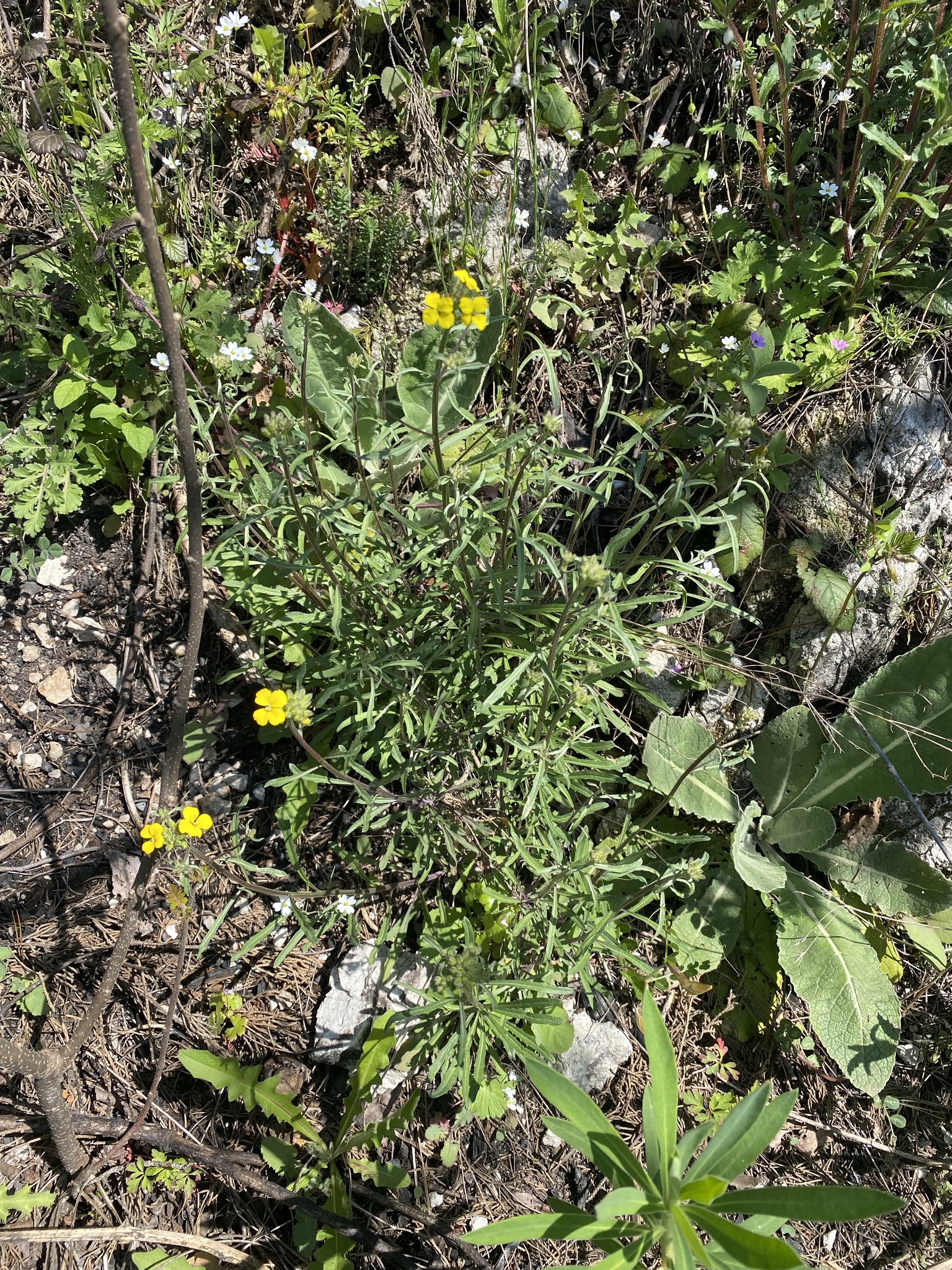 Diplotaxis tenuifolia (L.) DC.
