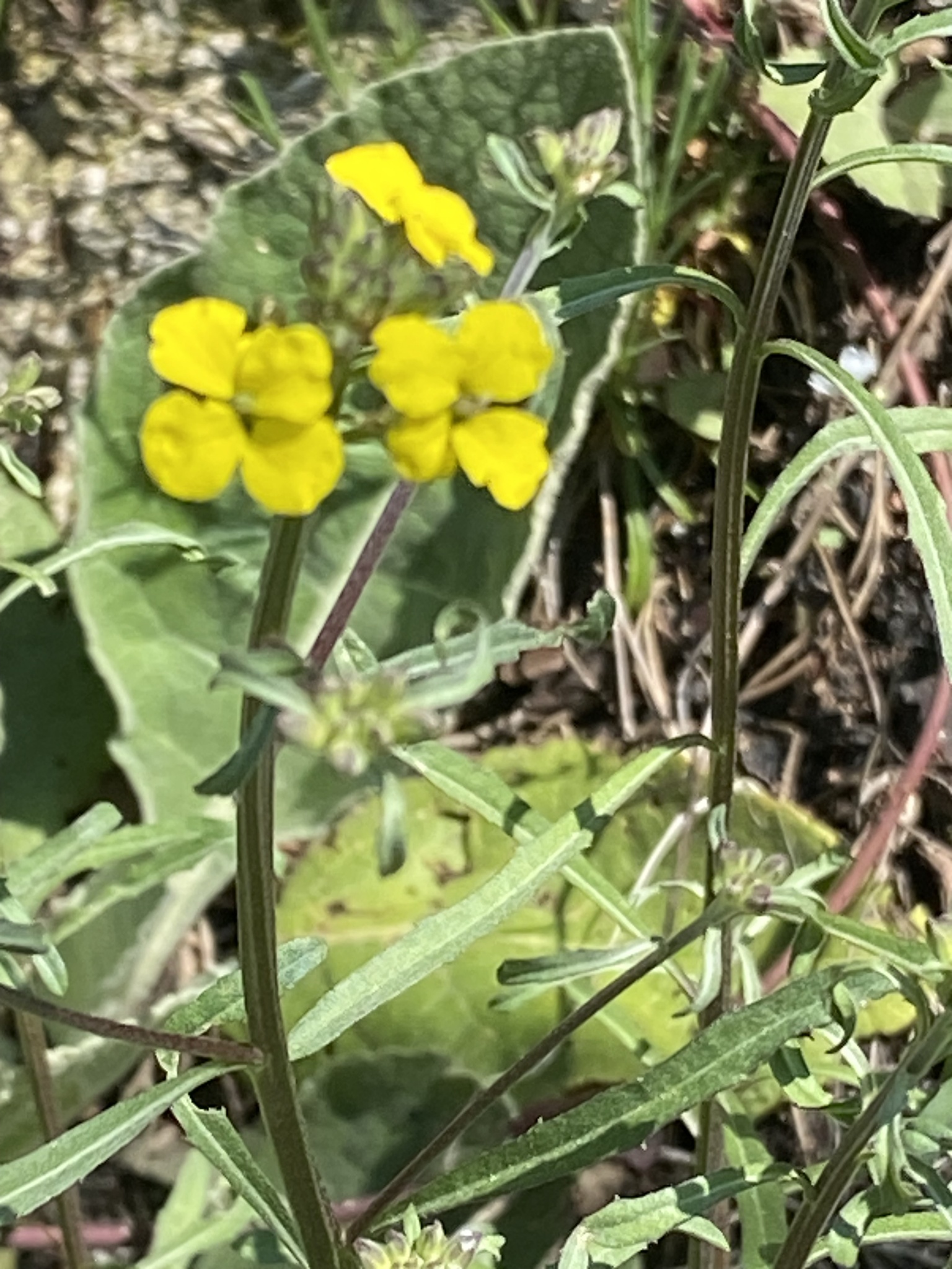 Diplotaxis tenuifolia (L.) DC.