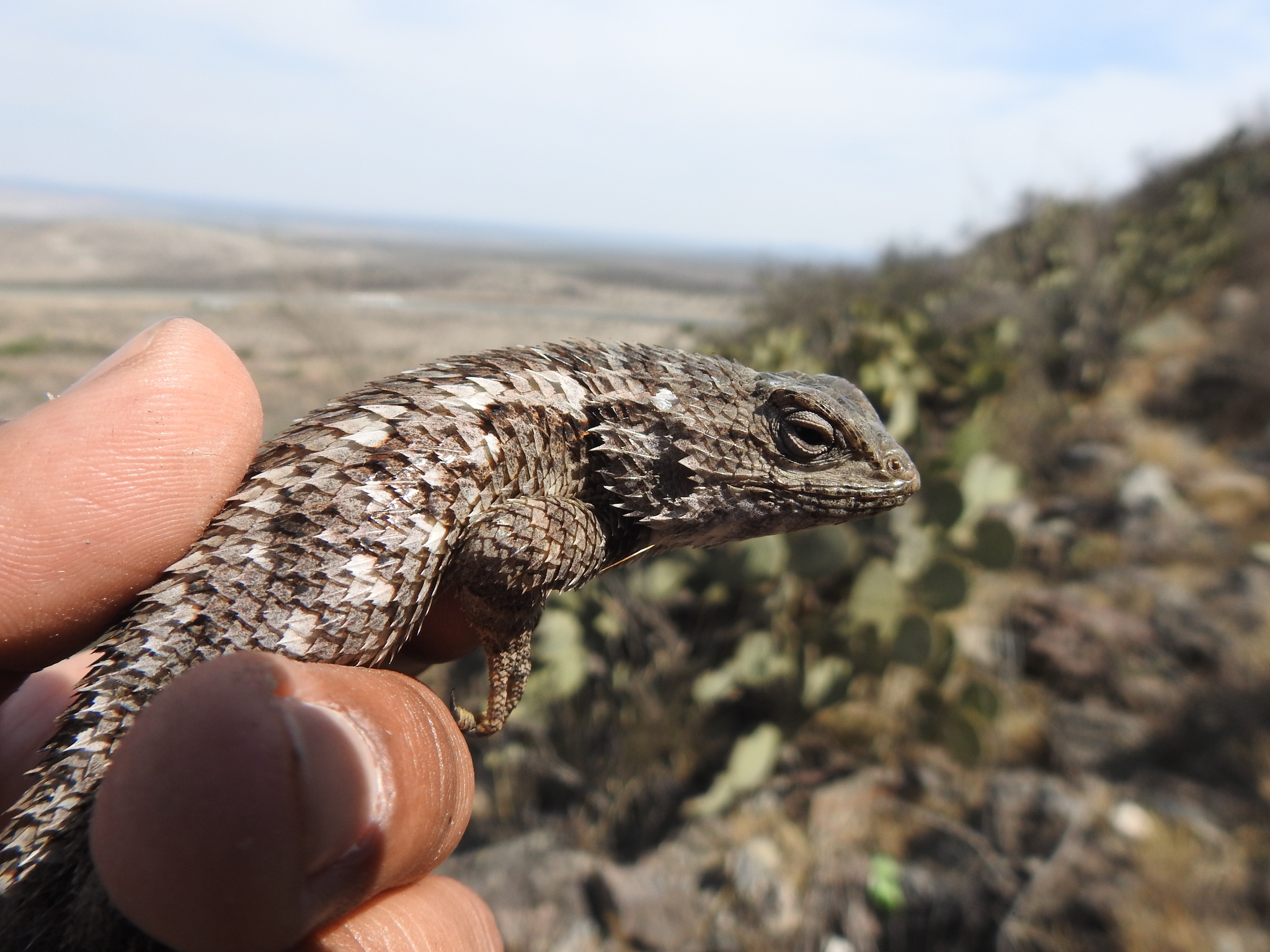 Sceloporus spinosus Wiegmann, 1828