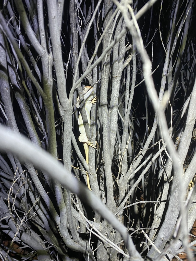 Central Netted Dragon from Sturt National Park, Tibooburra, NSW, AU on ...