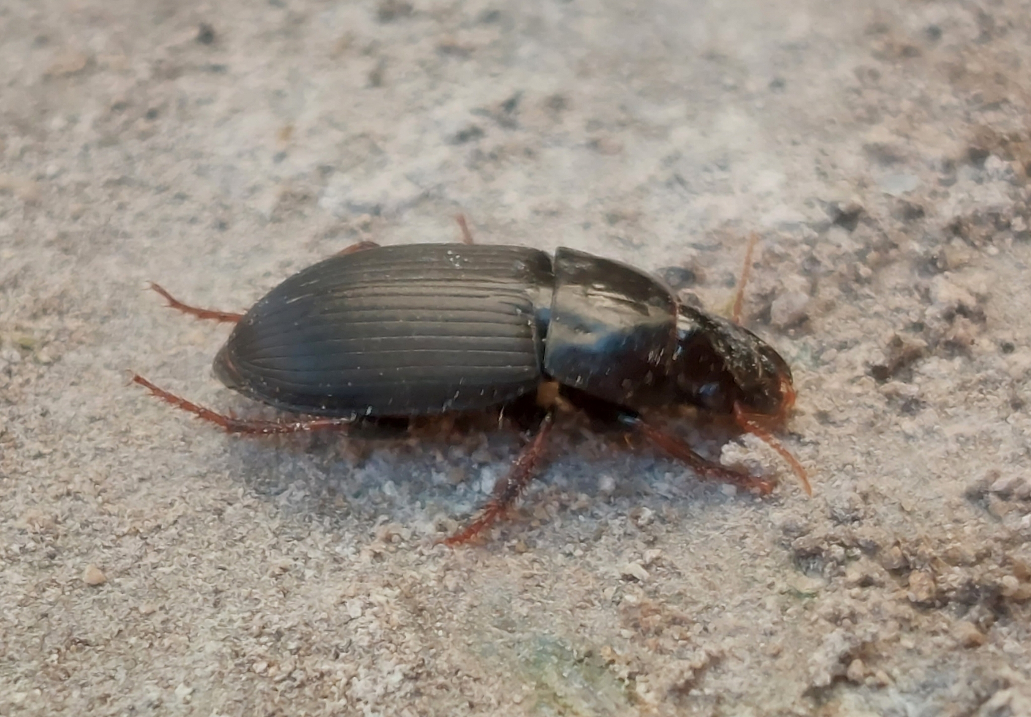 Harpalus rubripes (Duftschmid, 1812)