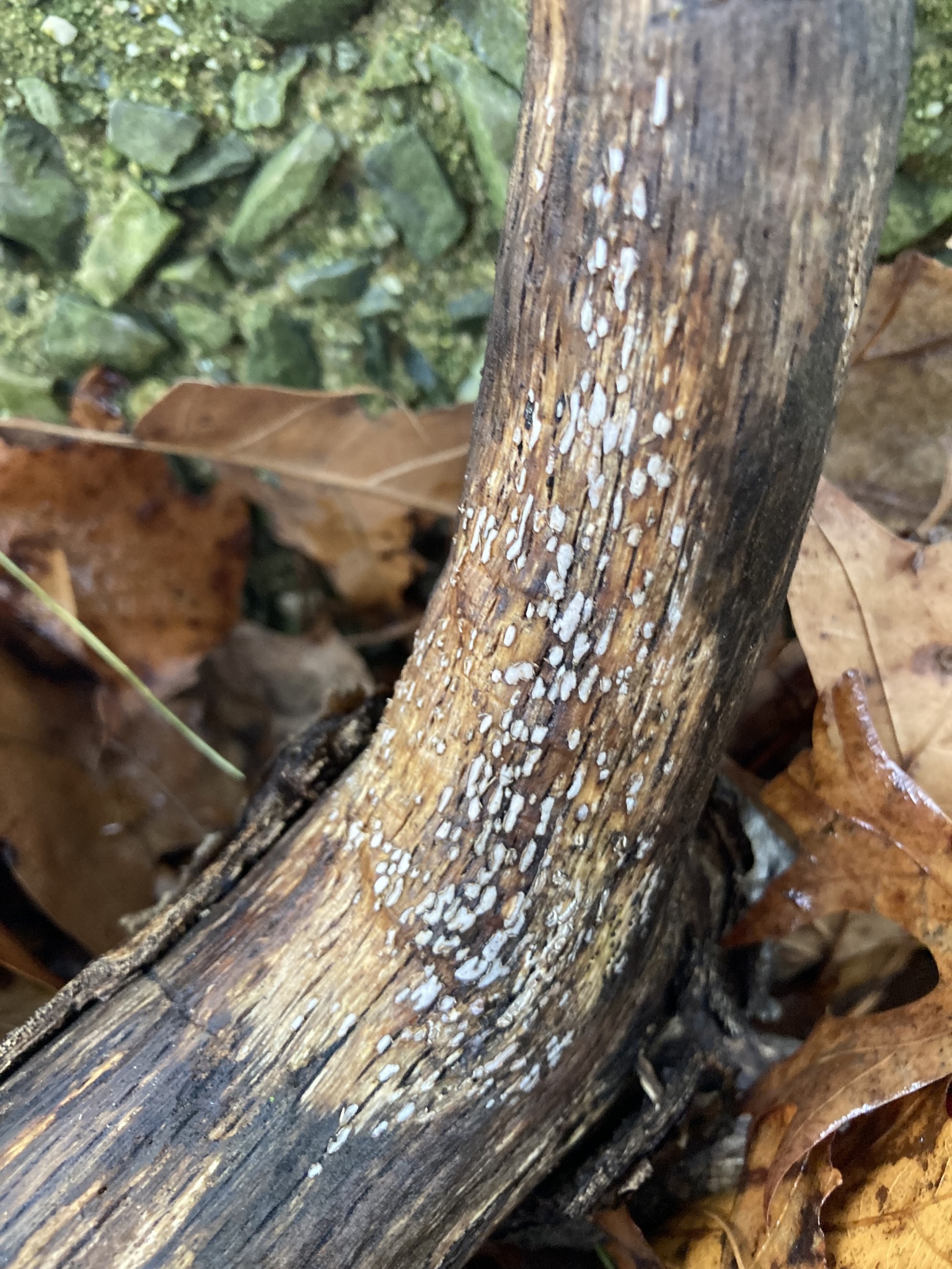 Propolis farinosa (Pers.) Fr.