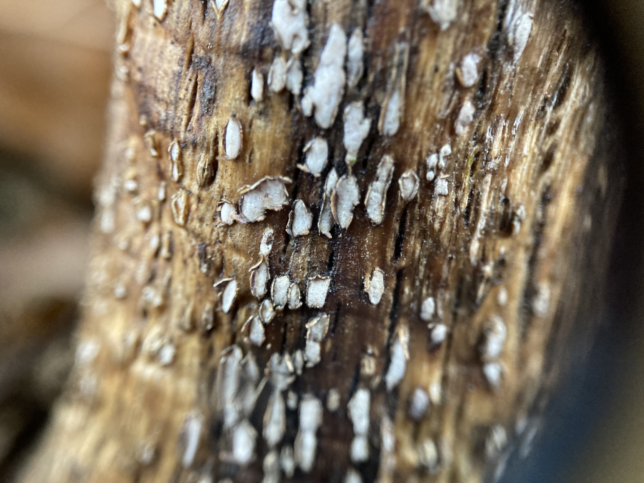 Propolis farinosa (Pers.) Fr.