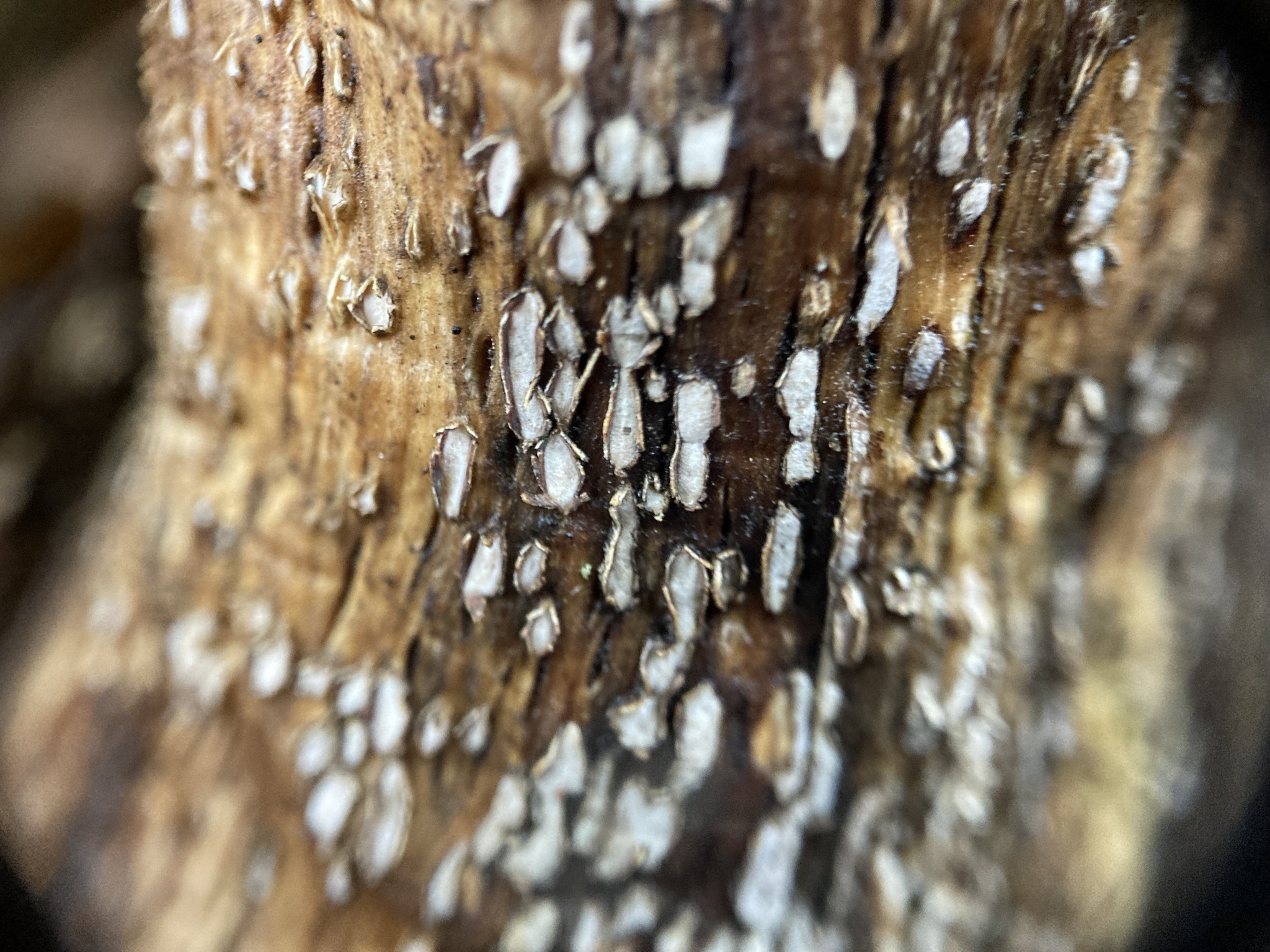 Propolis farinosa (Pers.) Fr.