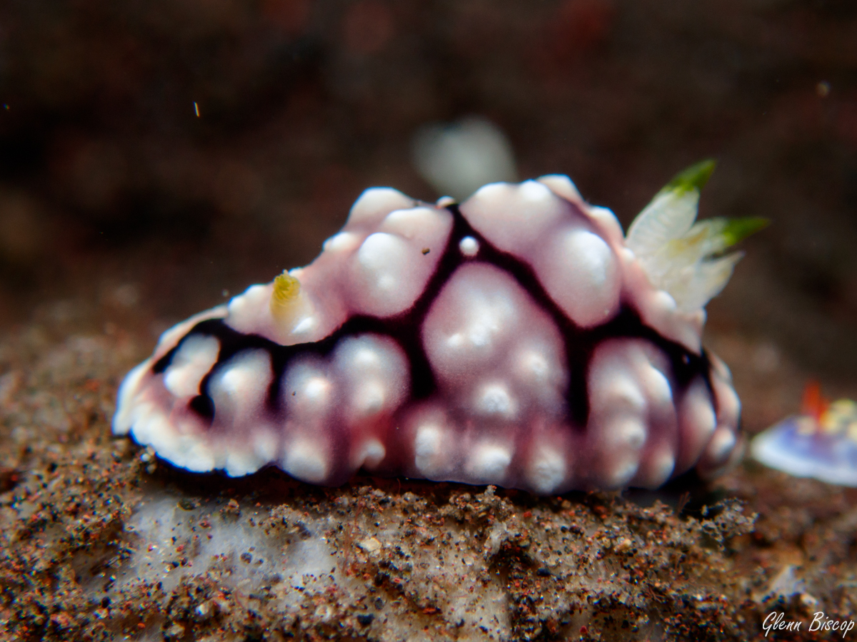 Goniobranchus geometricus (Risbec, 1928)