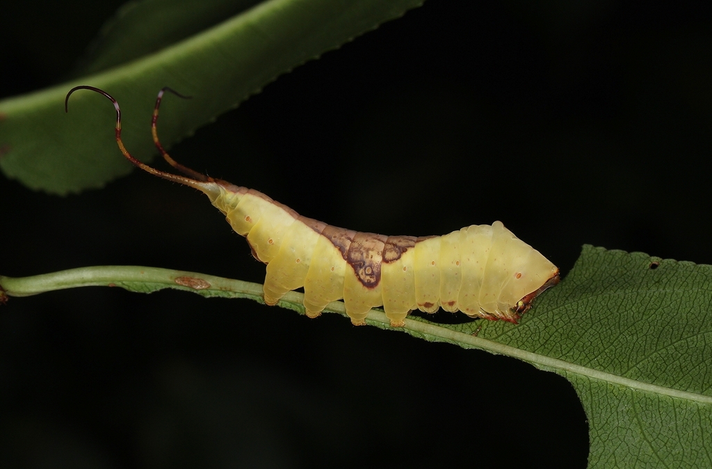 White Furcula Moth from Pemberton Township, NJ, USA on September 07 ...