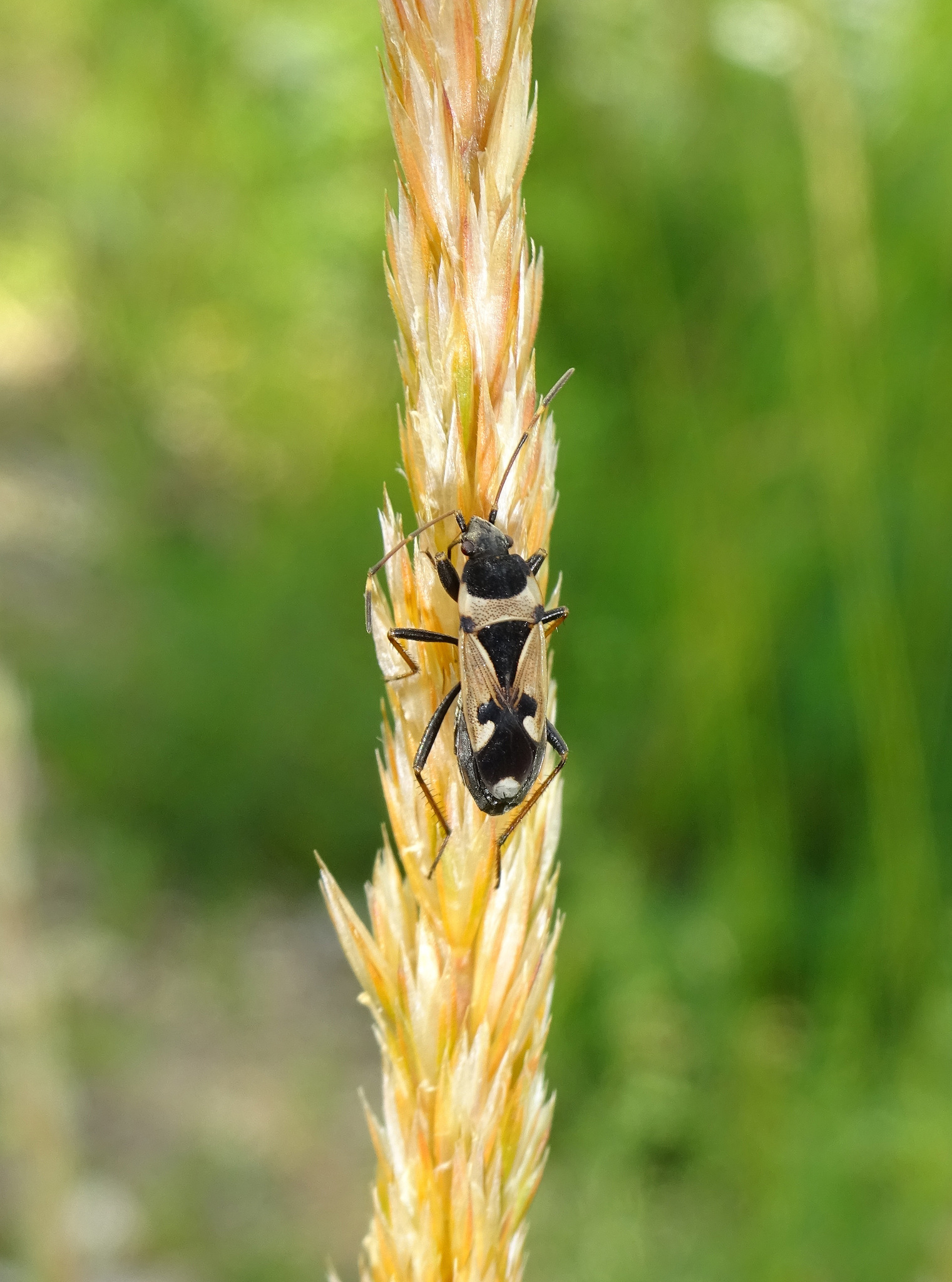 Raglius confusus (Reuter, 1886)