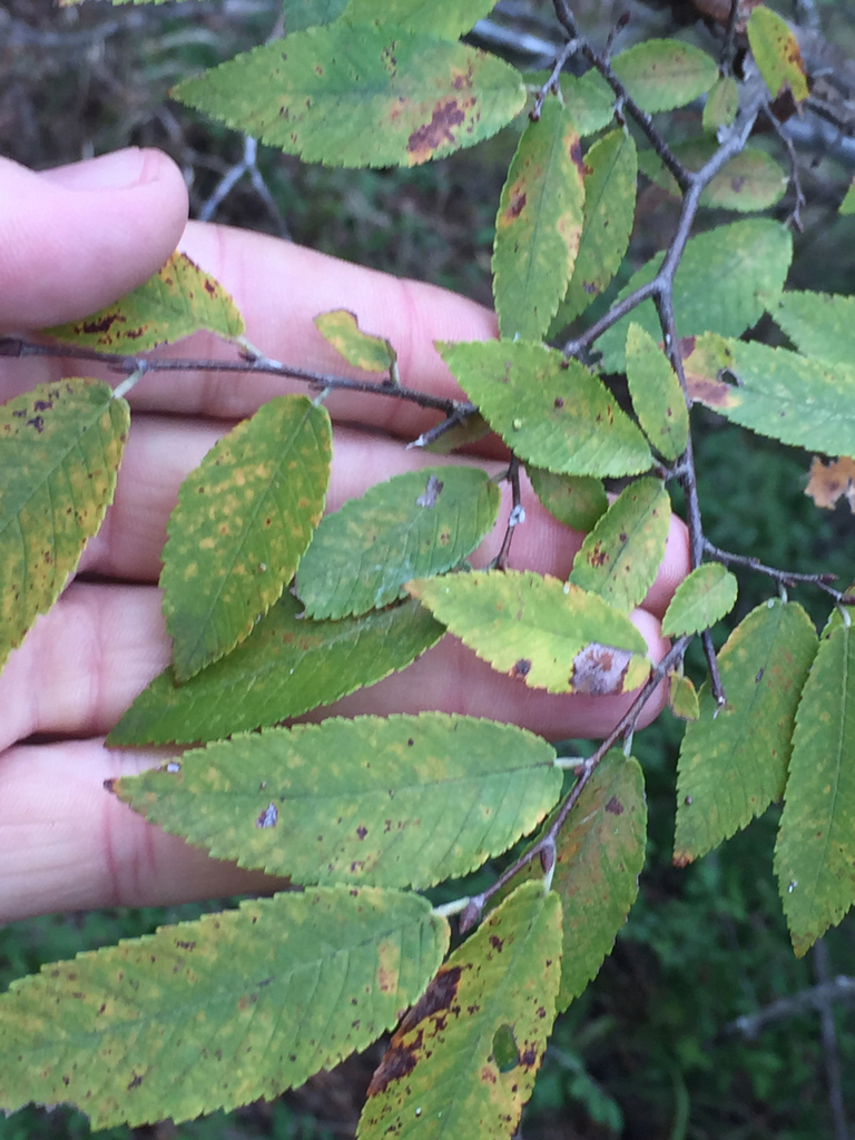 Winged Elm from Fairfield Lake State Park, Fairfield, TX, US on ...