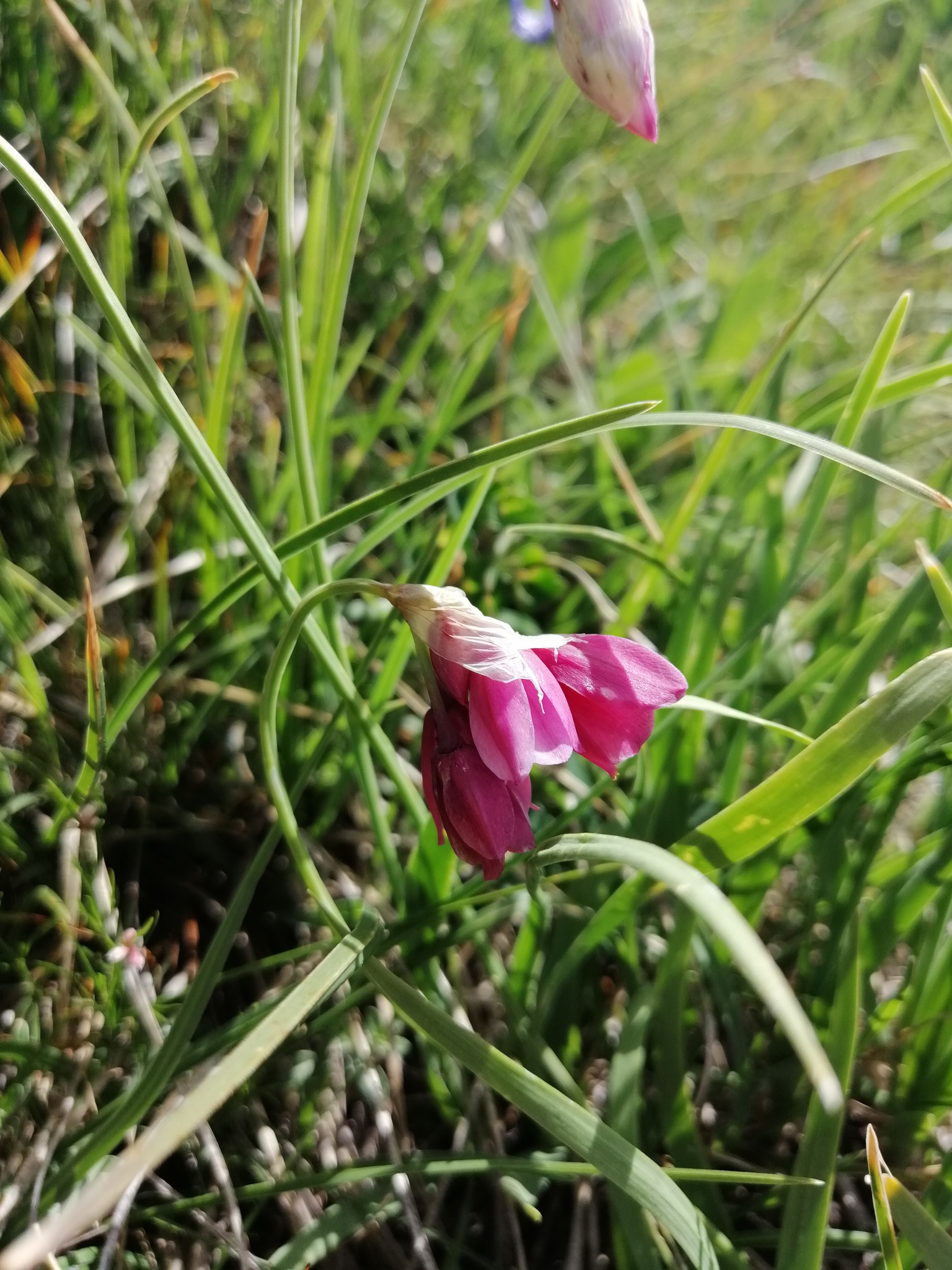 Allium insubricum Boiss. & Reut.