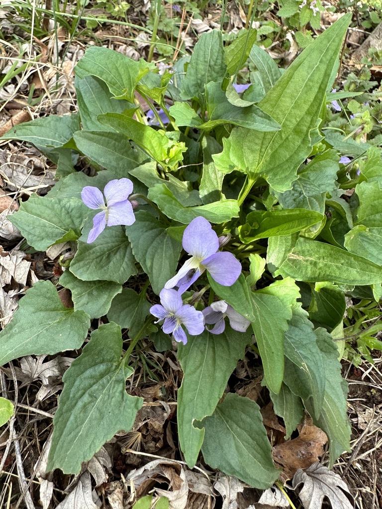 Arrowleaf Violet from E Normal Cir, Springfield, MO, US on April 4 ...