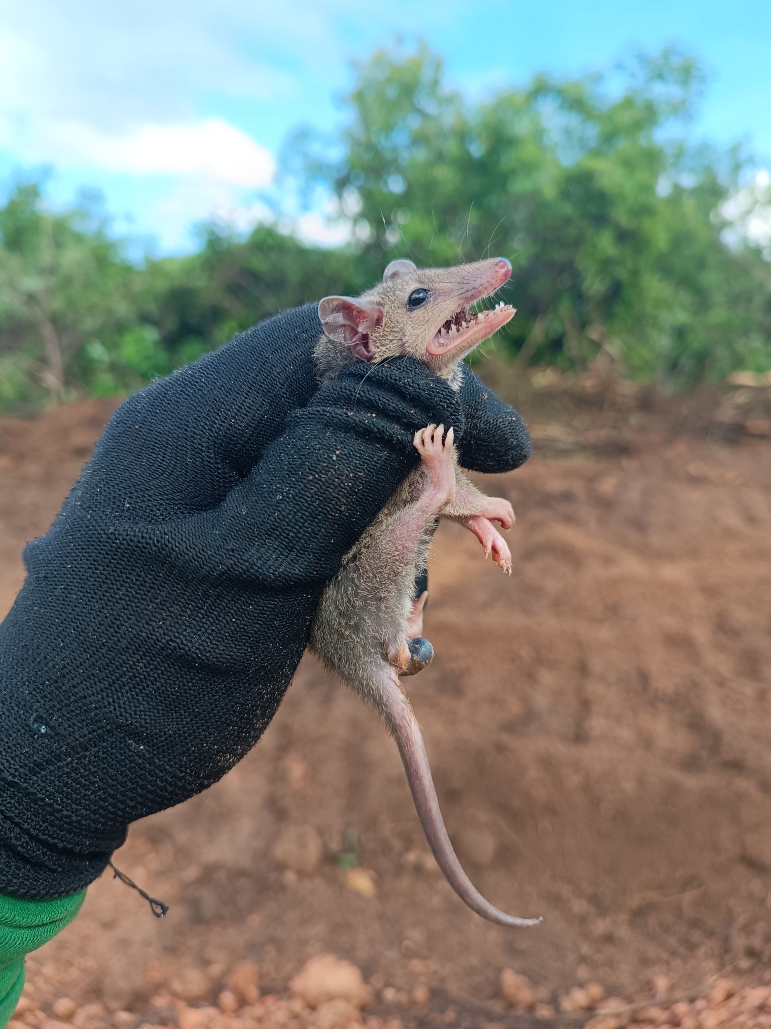 Monodelphis domestica (Wagner, 1842)